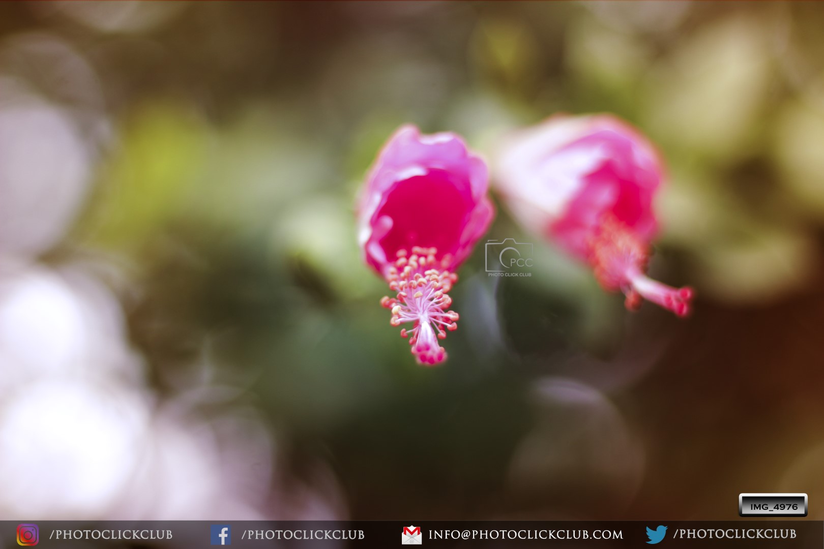 The Birth of Hibiscus Flower - Blog on Hibiscus Flower