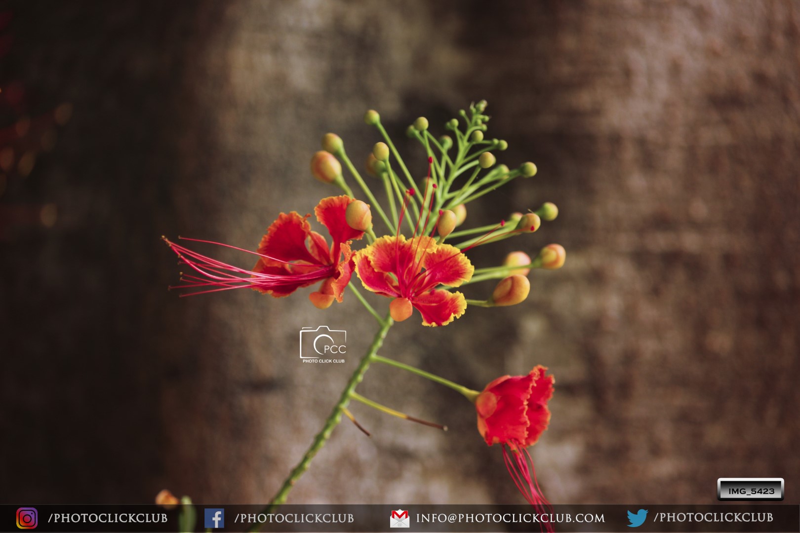 Caesalpinia Flower - Photo Click Club